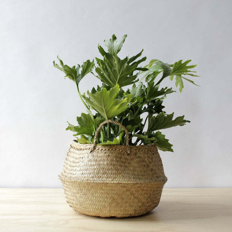 HOW TO: Ficus Lyrata, Fiddle Leaf Fig Care Instructions – Spruce ...