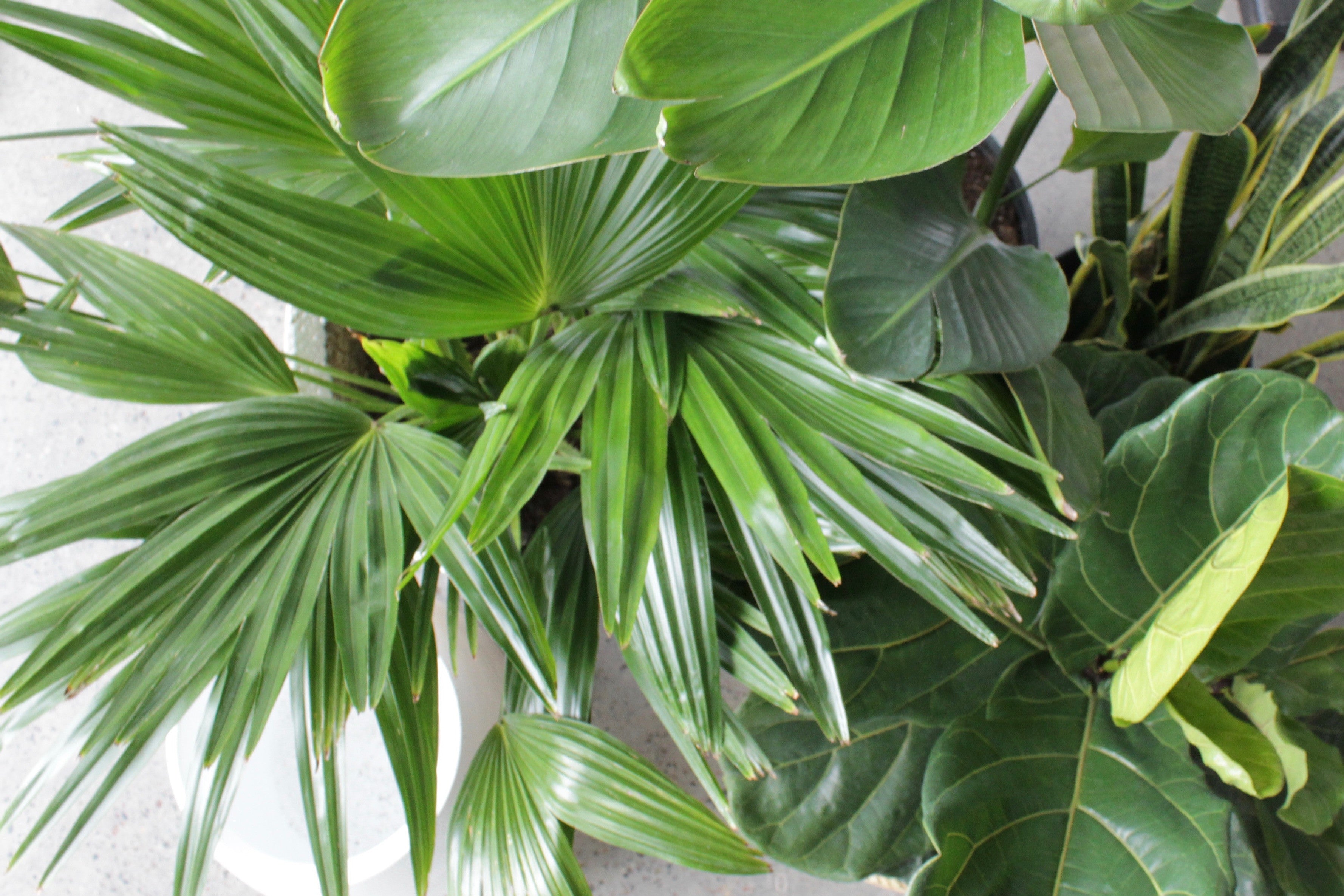 All Plants and Pots – Spruce Flowers and Events