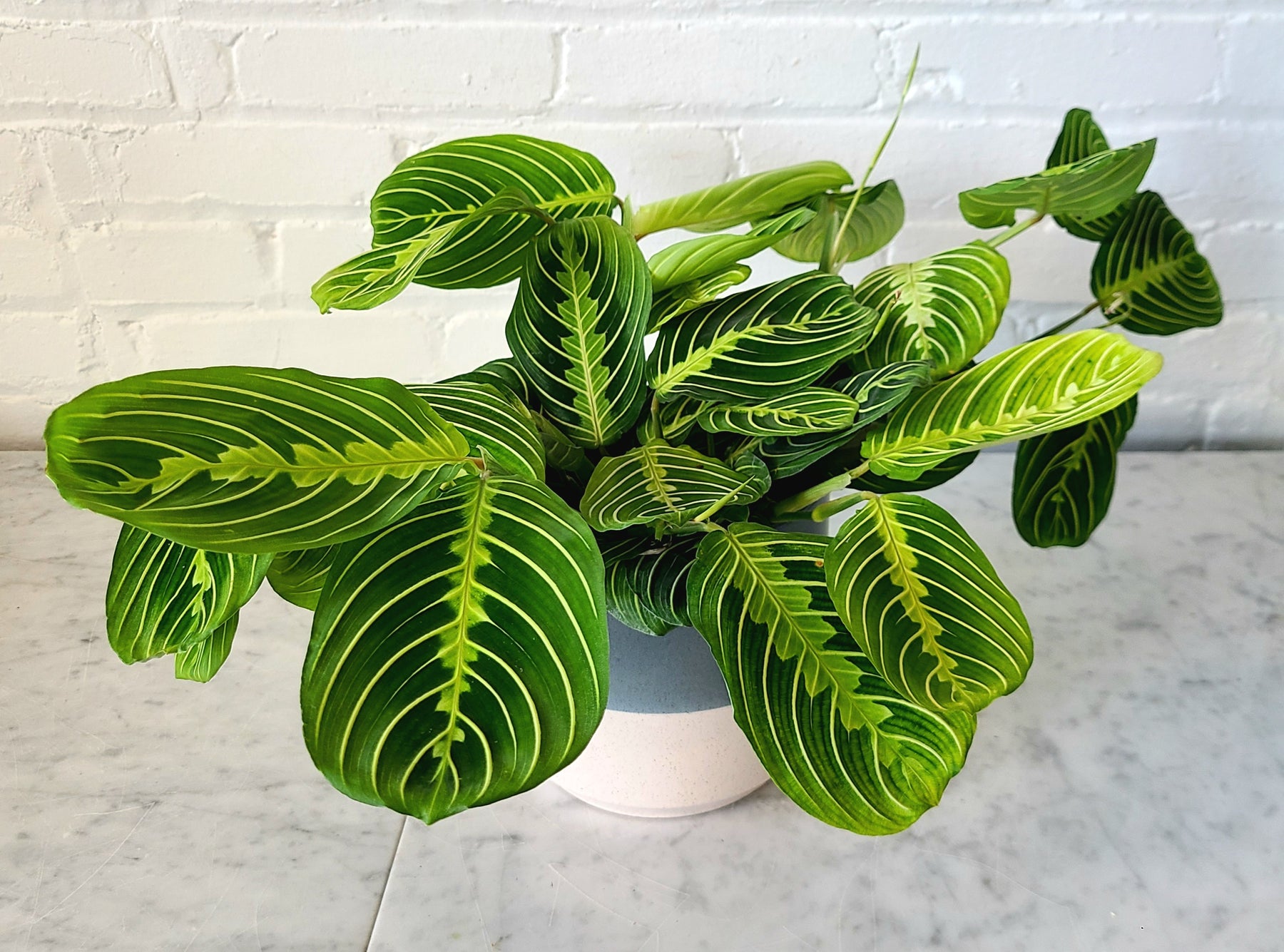 Maranta Lemon Lime Prayer Plant – Spruce Flowers and Events