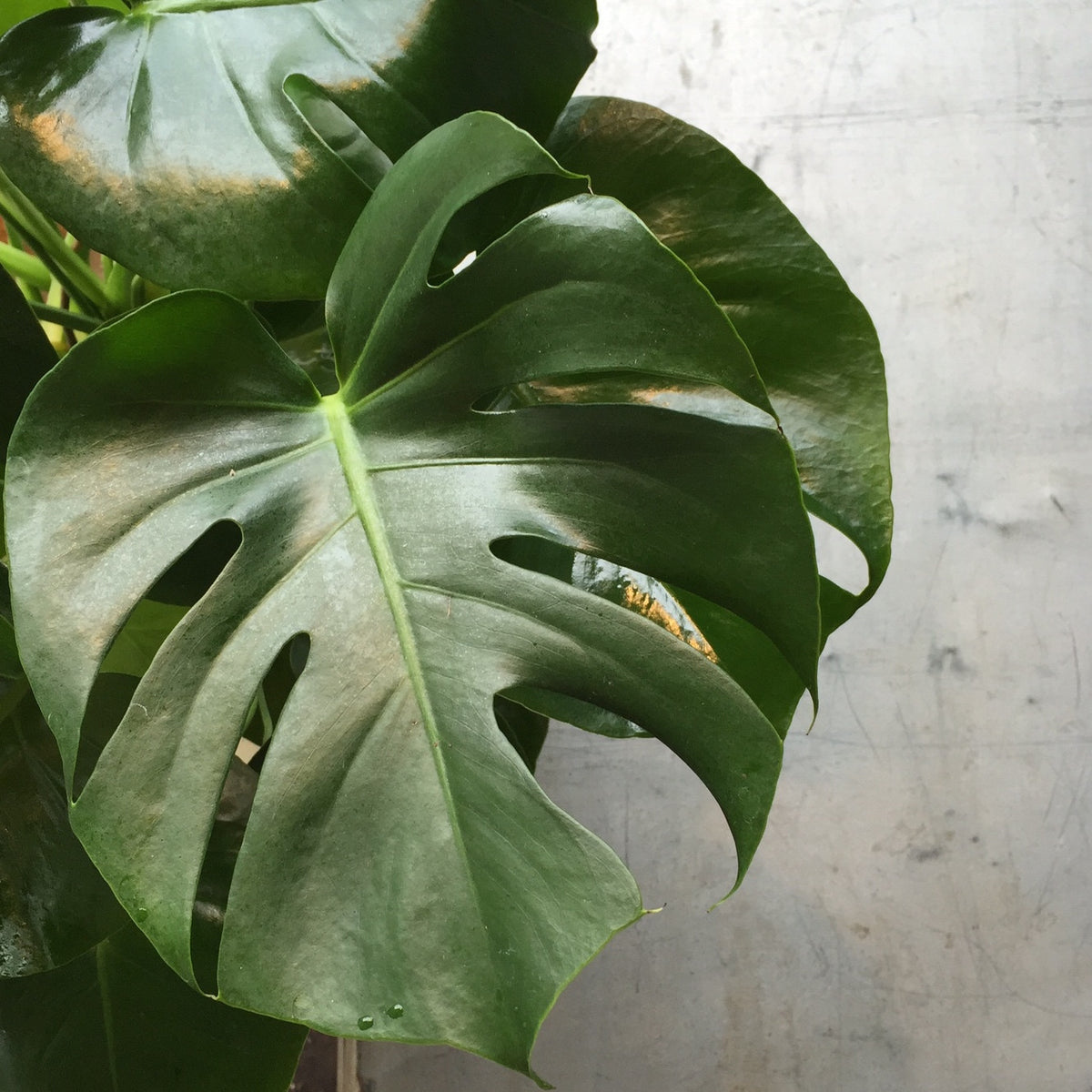 Monstera - Splitleaf – Spruce Flowers and Events