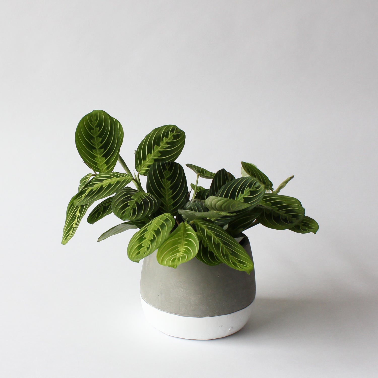 Order Indoor House Plants in Minneapolis MN | Spruce Flowers & Home ...