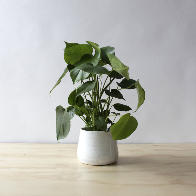 Order Indoor House Plants in Minneapolis MN | Spruce Flowers & Home ...